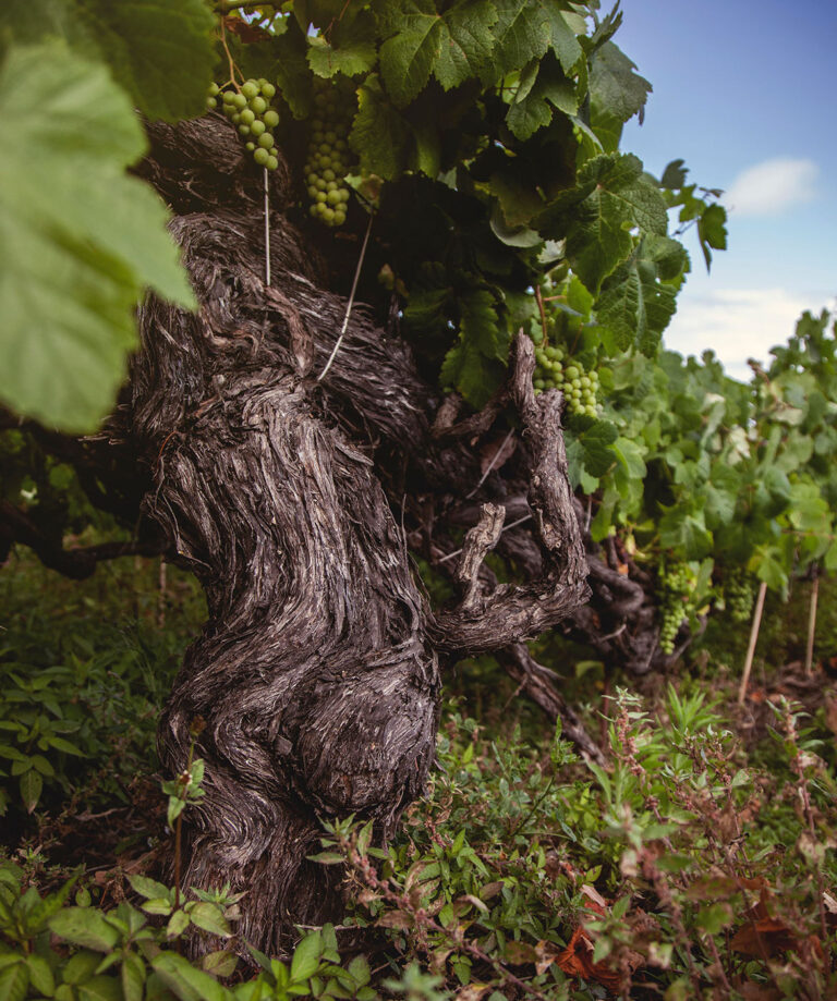 Home - Bodegas Arautava